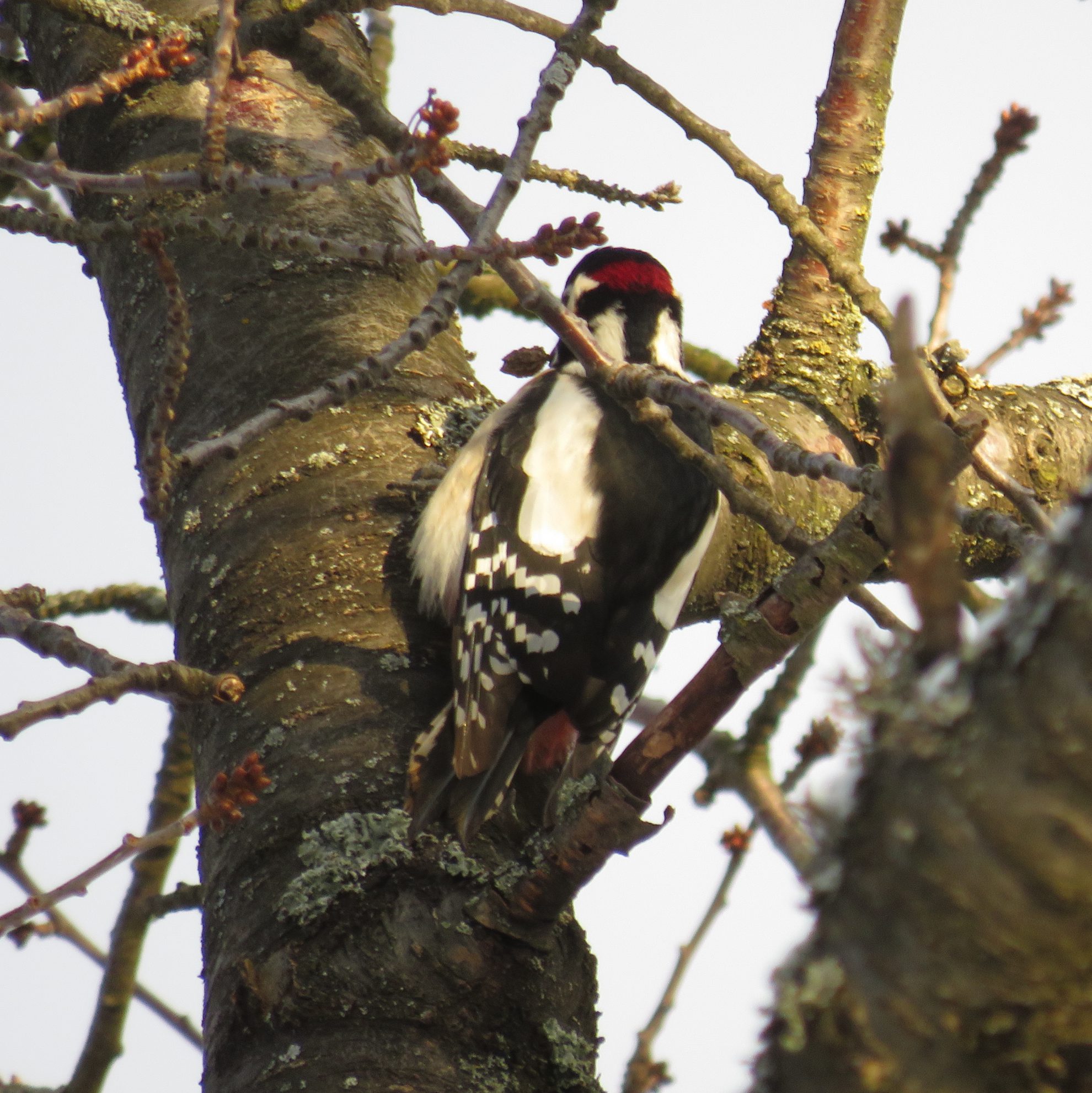 Ďateľ veľký – Vtáčiky.sk