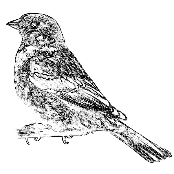 Pinka lesná – Vtáčiky.sk