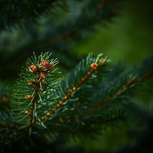 Pinka lesná – Vtáčiky.sk