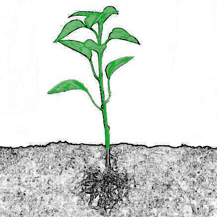 Holub domáci – Vtáčiky.sk