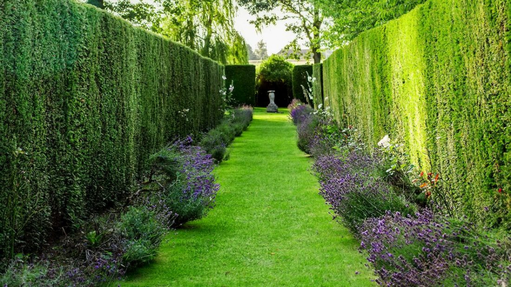 Pinka lesná – Vtáčiky.sk